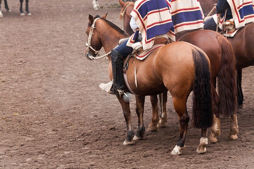 En selle pour un tour du monde du rodéo